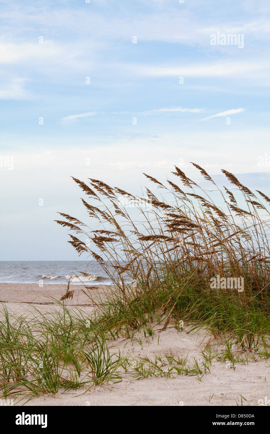 Sea oats grass hi-res stock photography and images - Alamy