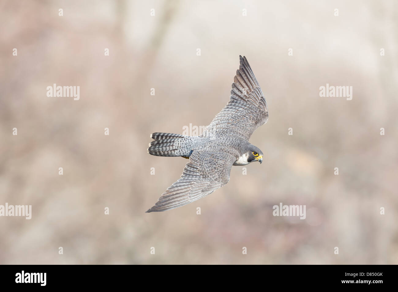 Peregrine Falcon flying over the trees, photographed from the top Stock ...