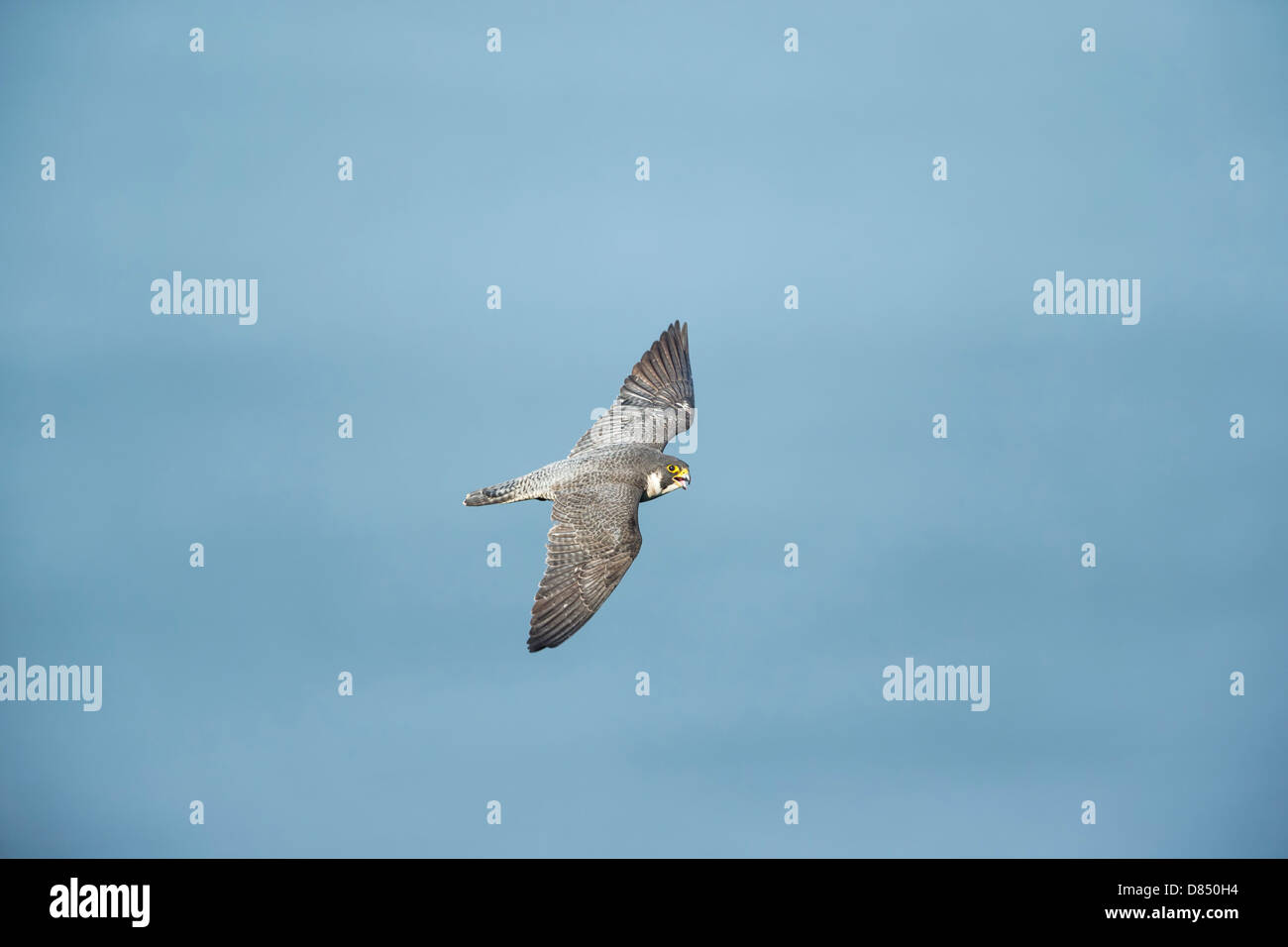 Peregrine Falcon flying over the Hudson River on the border of New ...