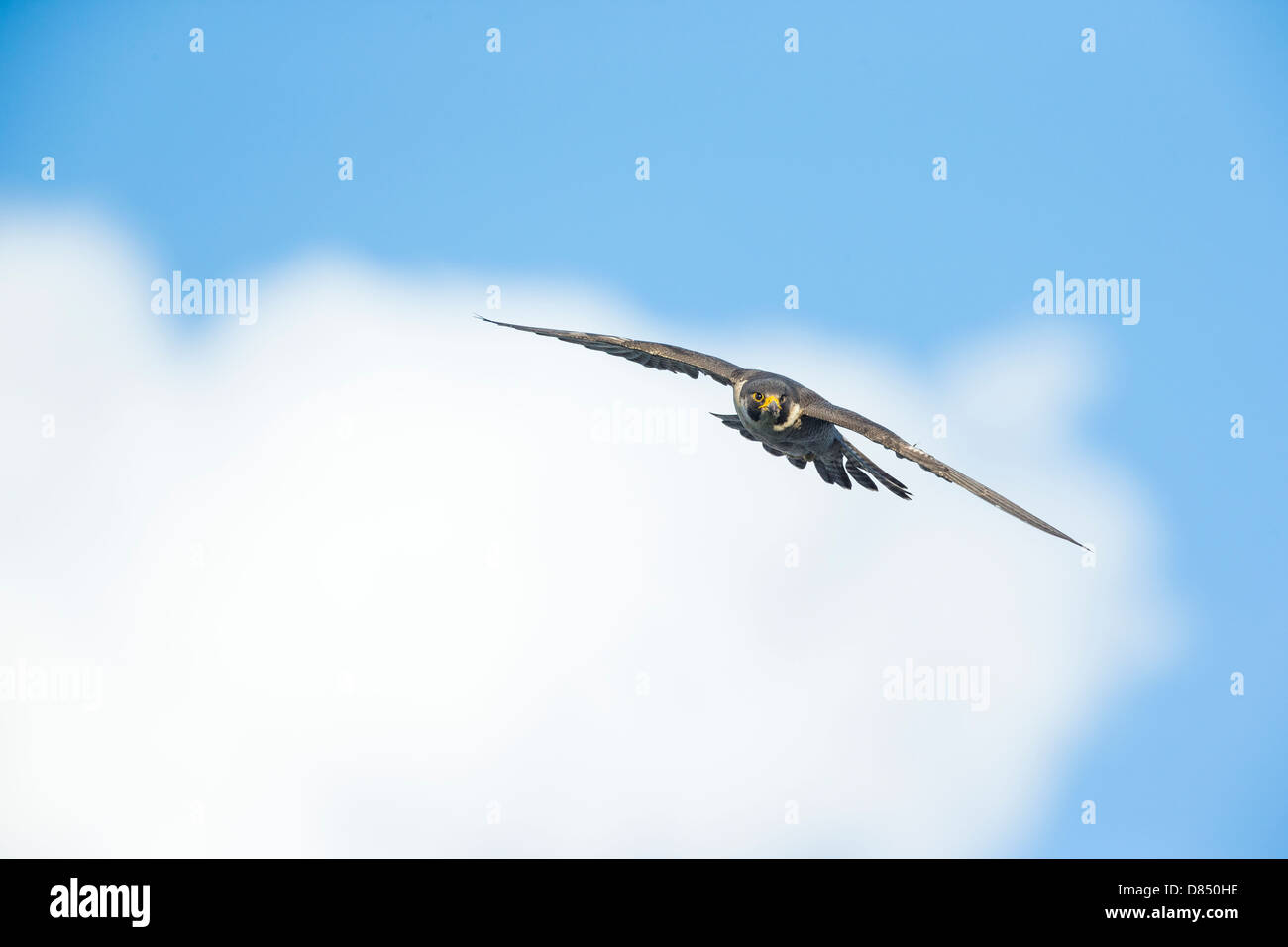 Peregrine Falcon flying over the Hudson River on the border of New ...
