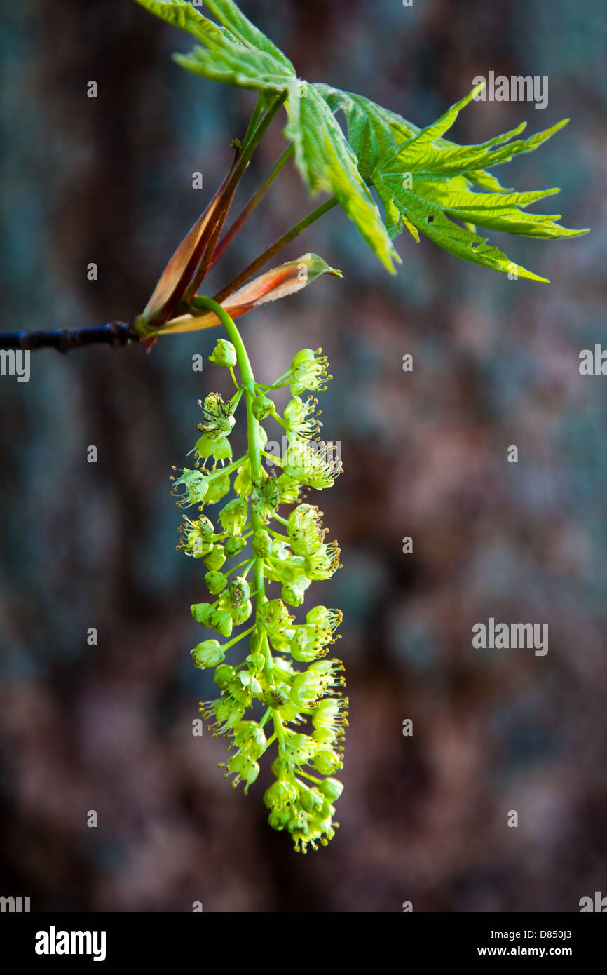 Budding maple tree hi-res stock photography and images - Alamy