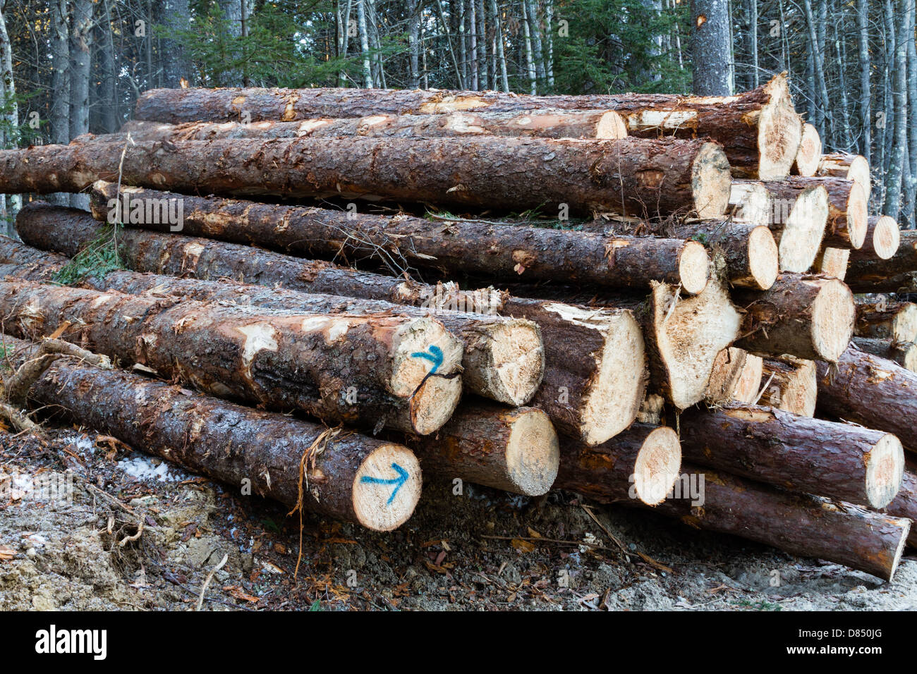 Freshly cut trees ready for the mill Stock Photo - Alamy