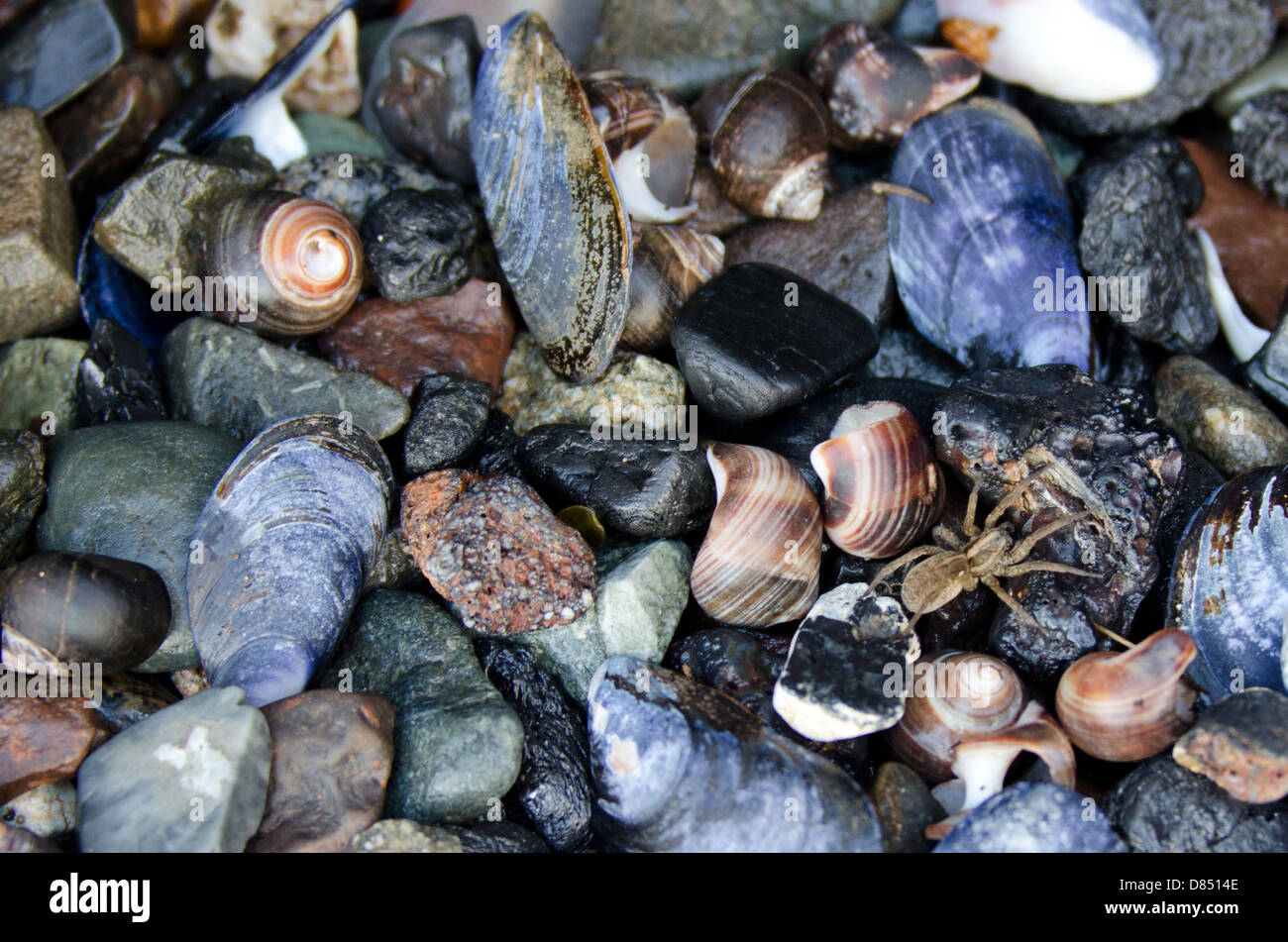 Mussel shells hi-res stock photography and images - Alamy