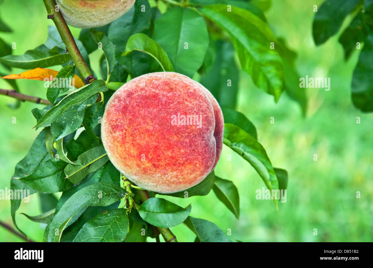 Peach tree hi-res stock photography and images - Alamy