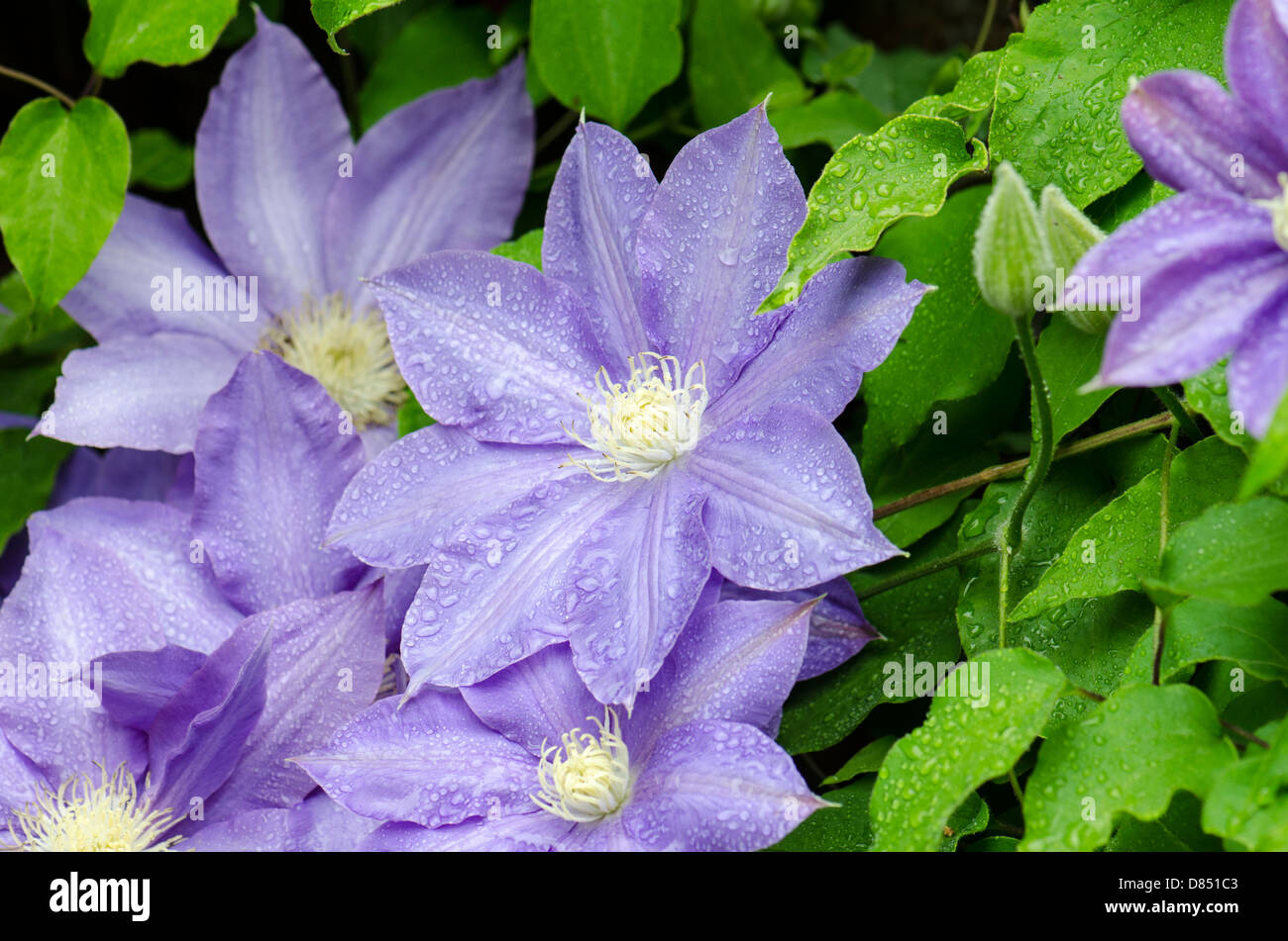 Closeup of purple Clematis blooms after a rain. Oklahoma, USA Stock ...