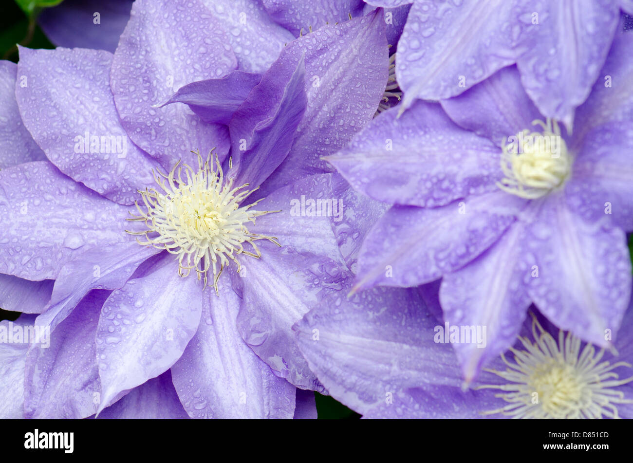 Clematis blooms hi-res stock photography and images - Alamy
