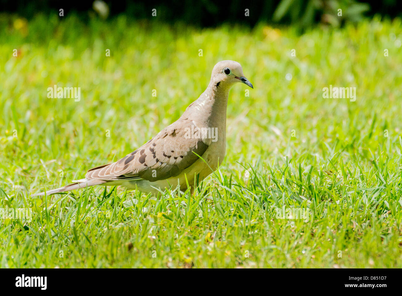 Mourning Dove, Zenaida macroura, on grassy ground. Oklahoma, USA Stock ...