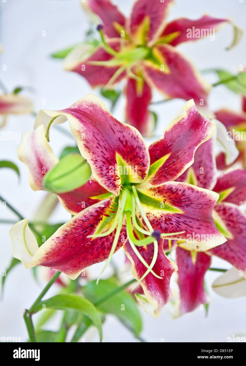 This is a vertical still life of some beautiful red, burgundy colored ...