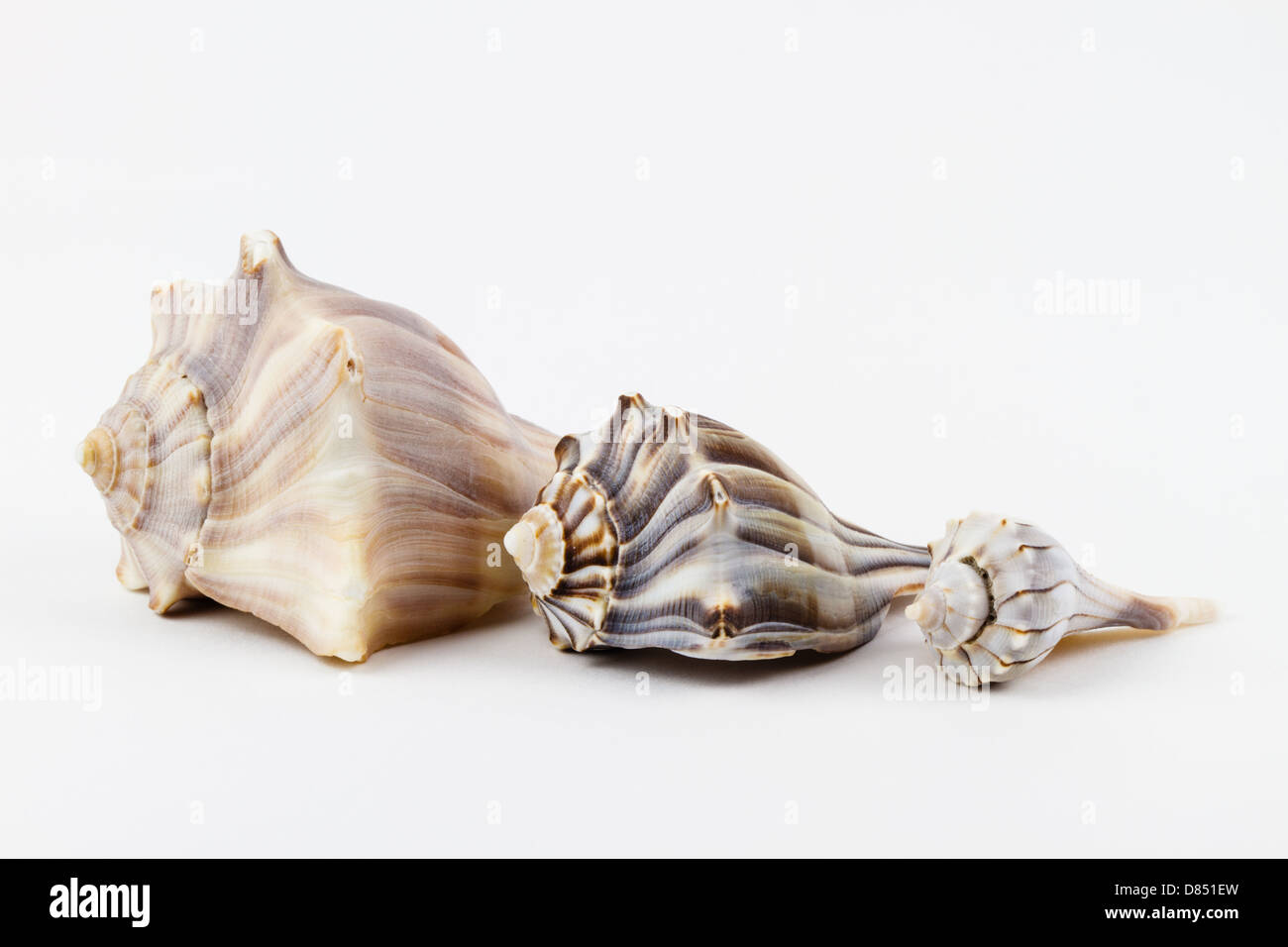Knobbed whelks hi-res stock photography and images - Alamy