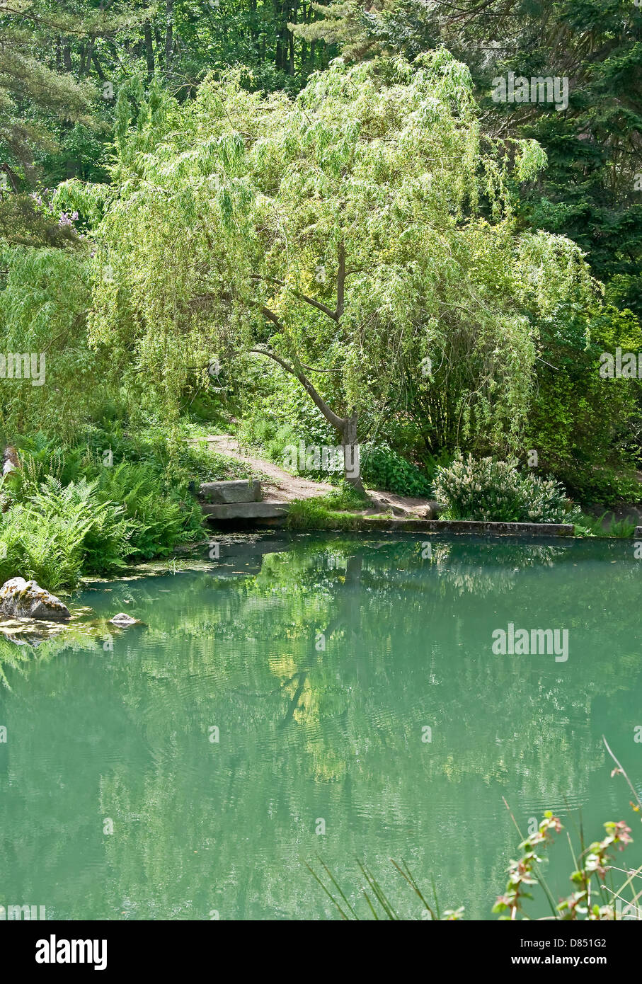 large willow tree in the spring next to a beautiful pond with a ...