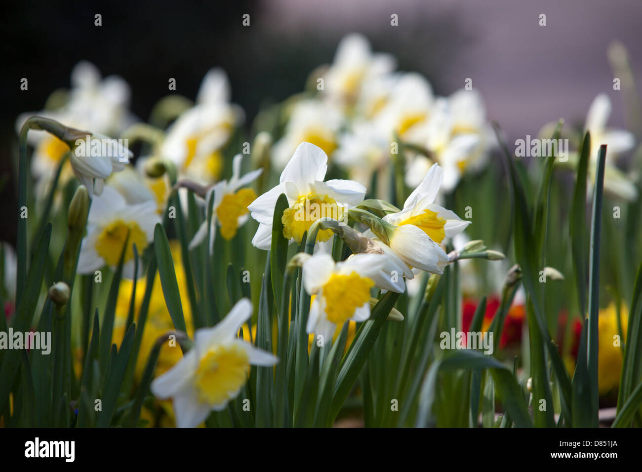 Spring daffodils in the sunshine Stock Photo - Alamy