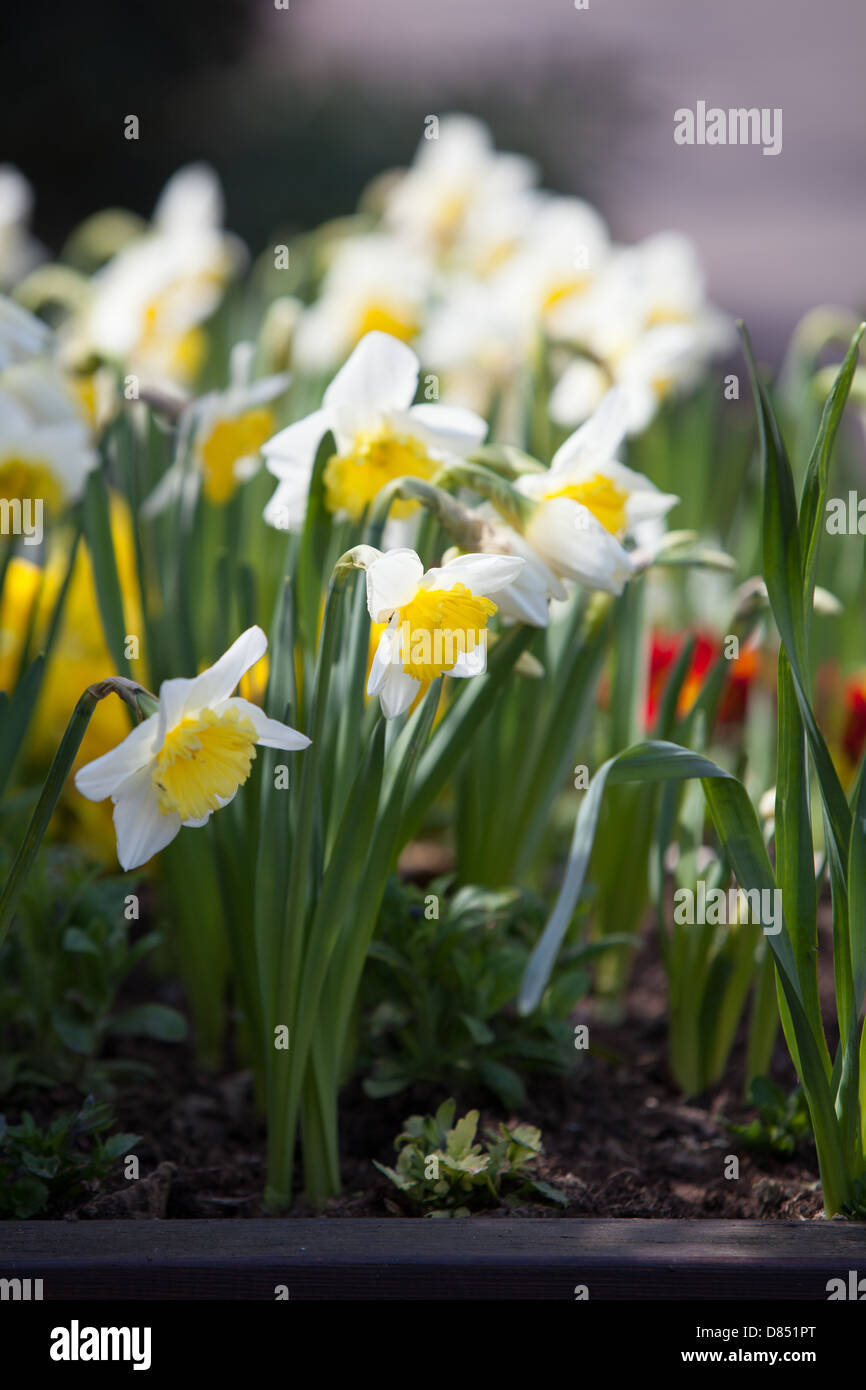 Spring daffodils in the sunshine Stock Photo - Alamy
