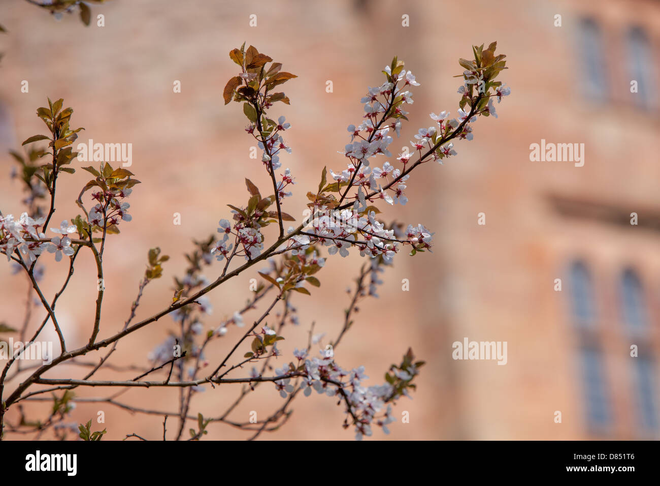Spring cherry blossom with Tamworth Castle in the background Stock ...