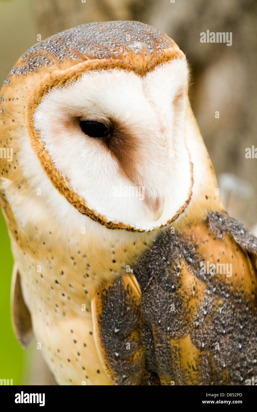 Close up of barn owl in captivity Stock Photo - Alamy