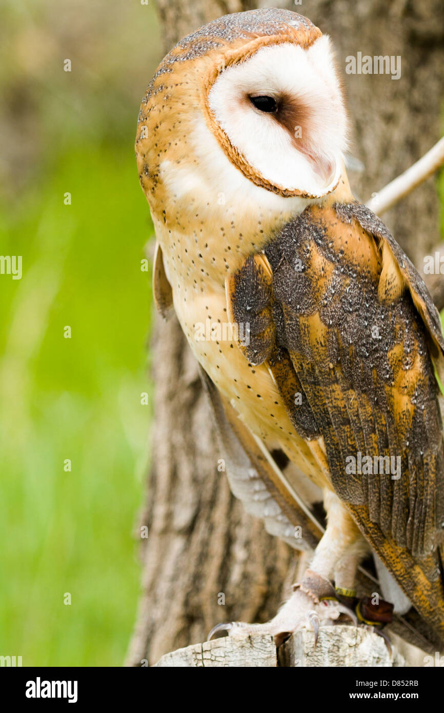 Close up of barn owl in captivity Stock Photo - Alamy