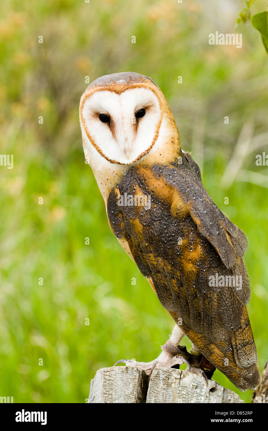 Close up of barn owl in captivity Stock Photo - Alamy