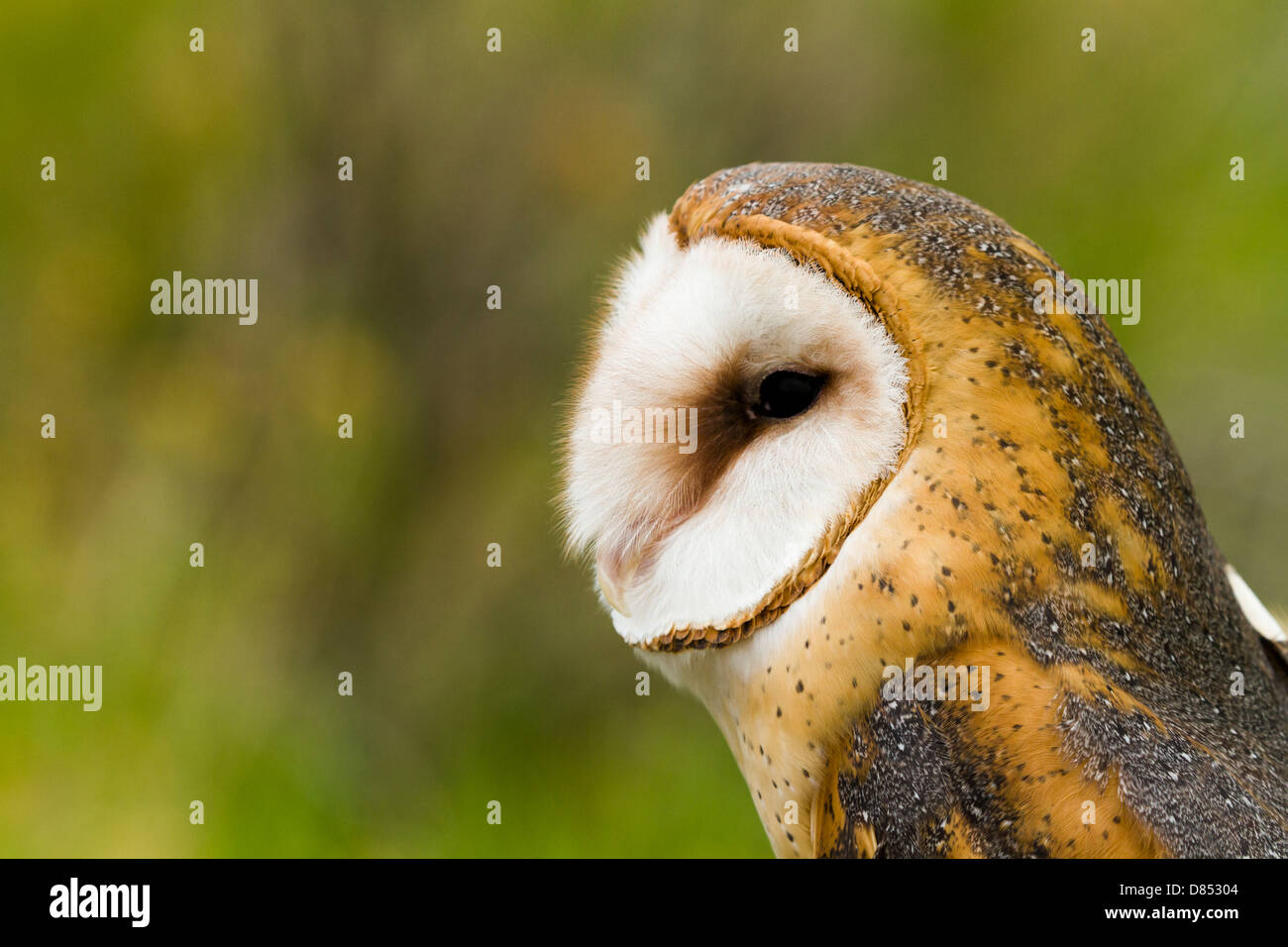 Close up of barn owl in captivity Stock Photo - Alamy