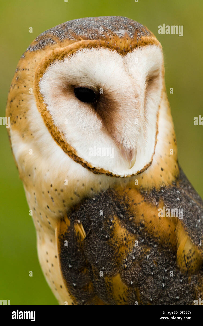 Close up of barn owl in captivity Stock Photo - Alamy