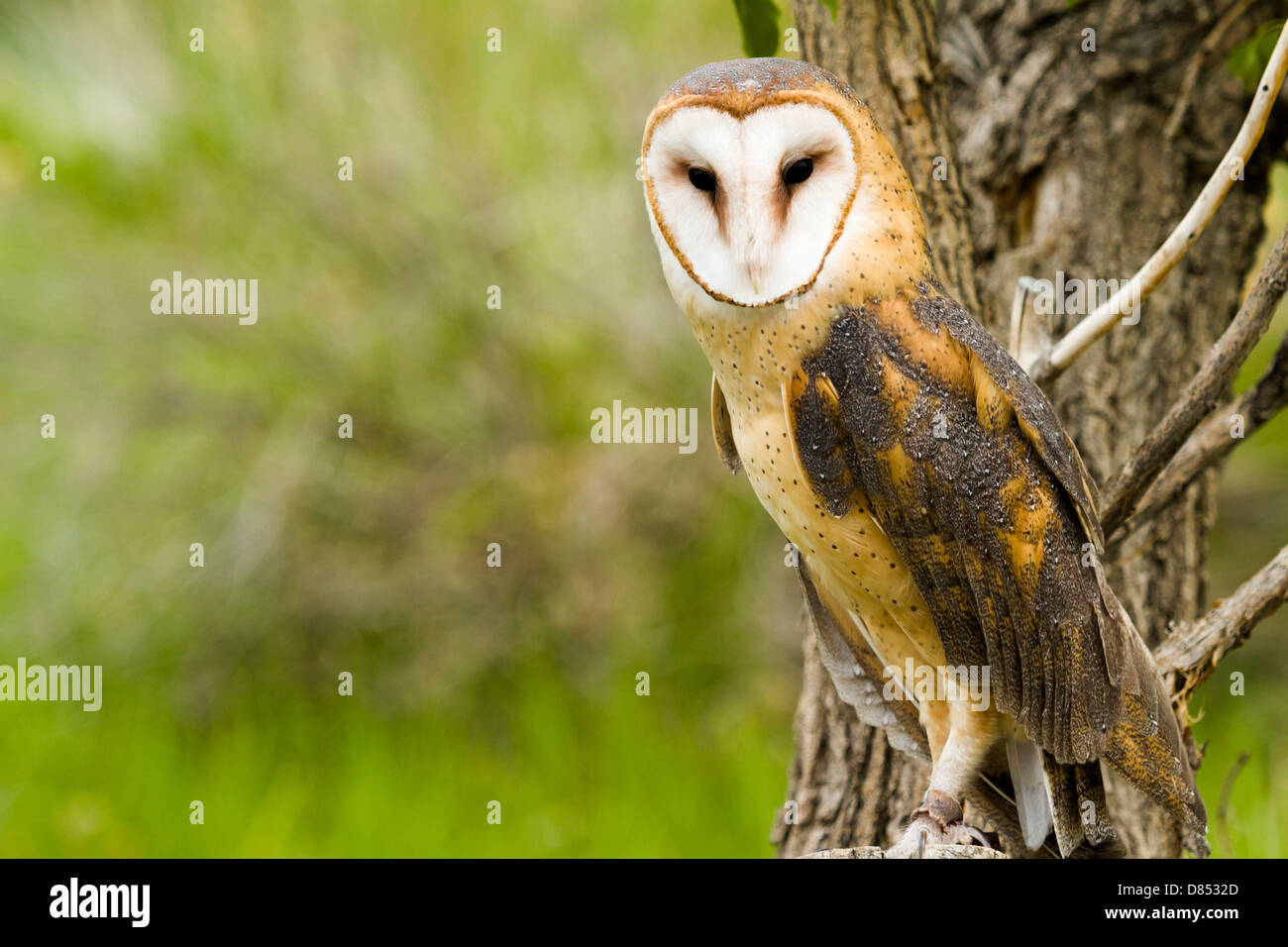 Close up of barn owl in captivity Stock Photo - Alamy