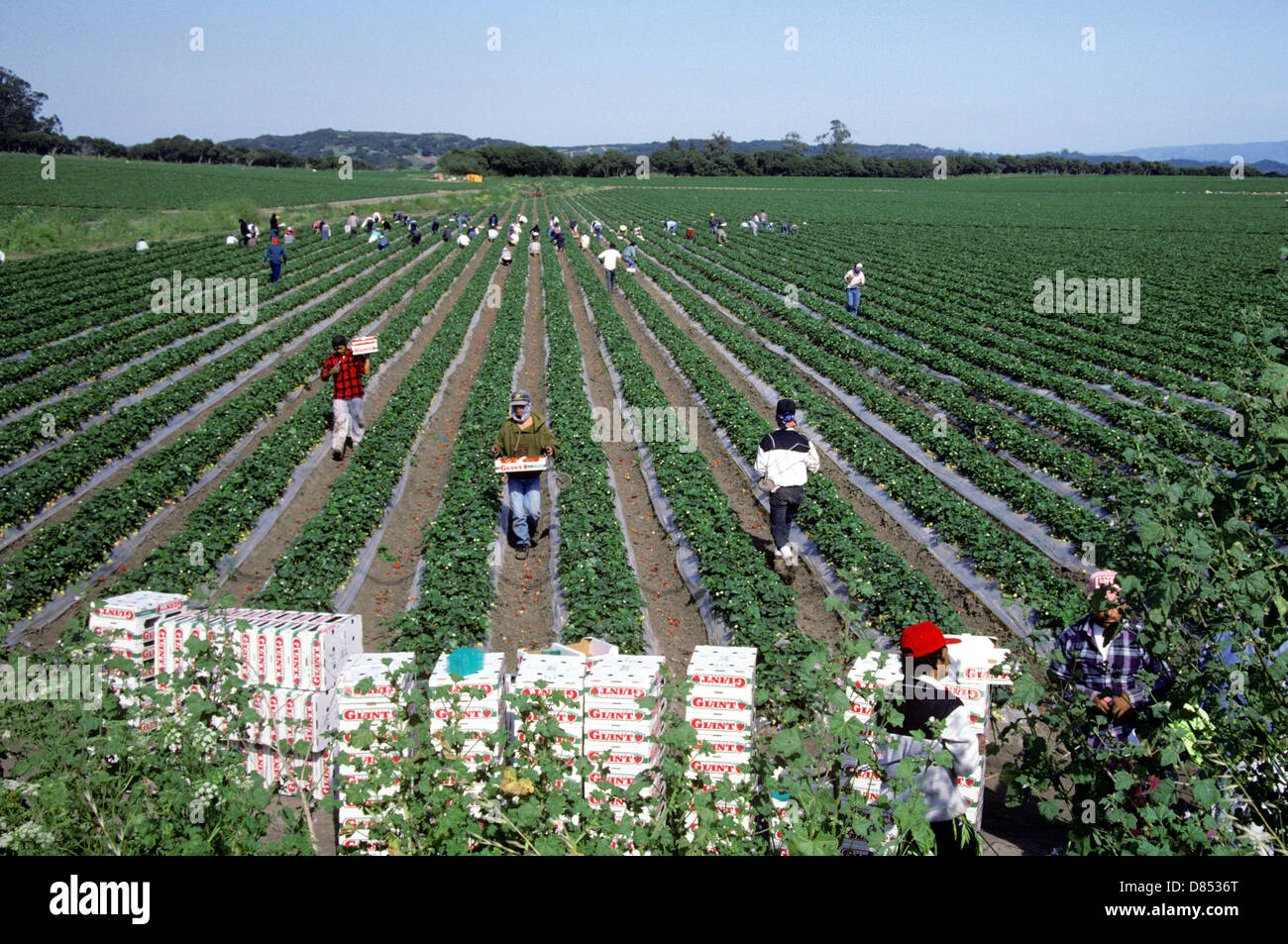 farm workers picking strawberrys in the fields in the salinas Valley ...