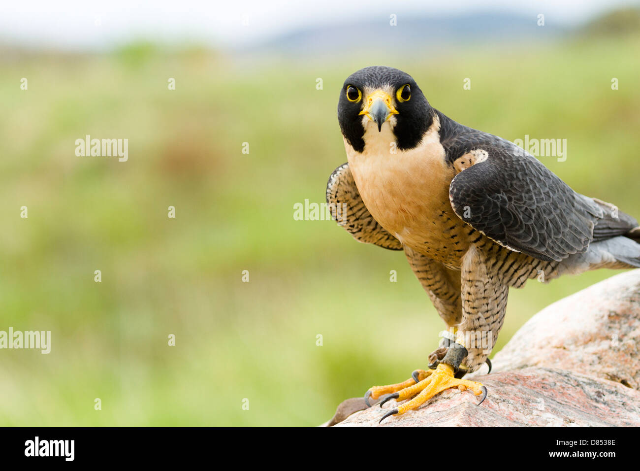 Close up of peregrine falcon in captivity Stock Photo - Alamy