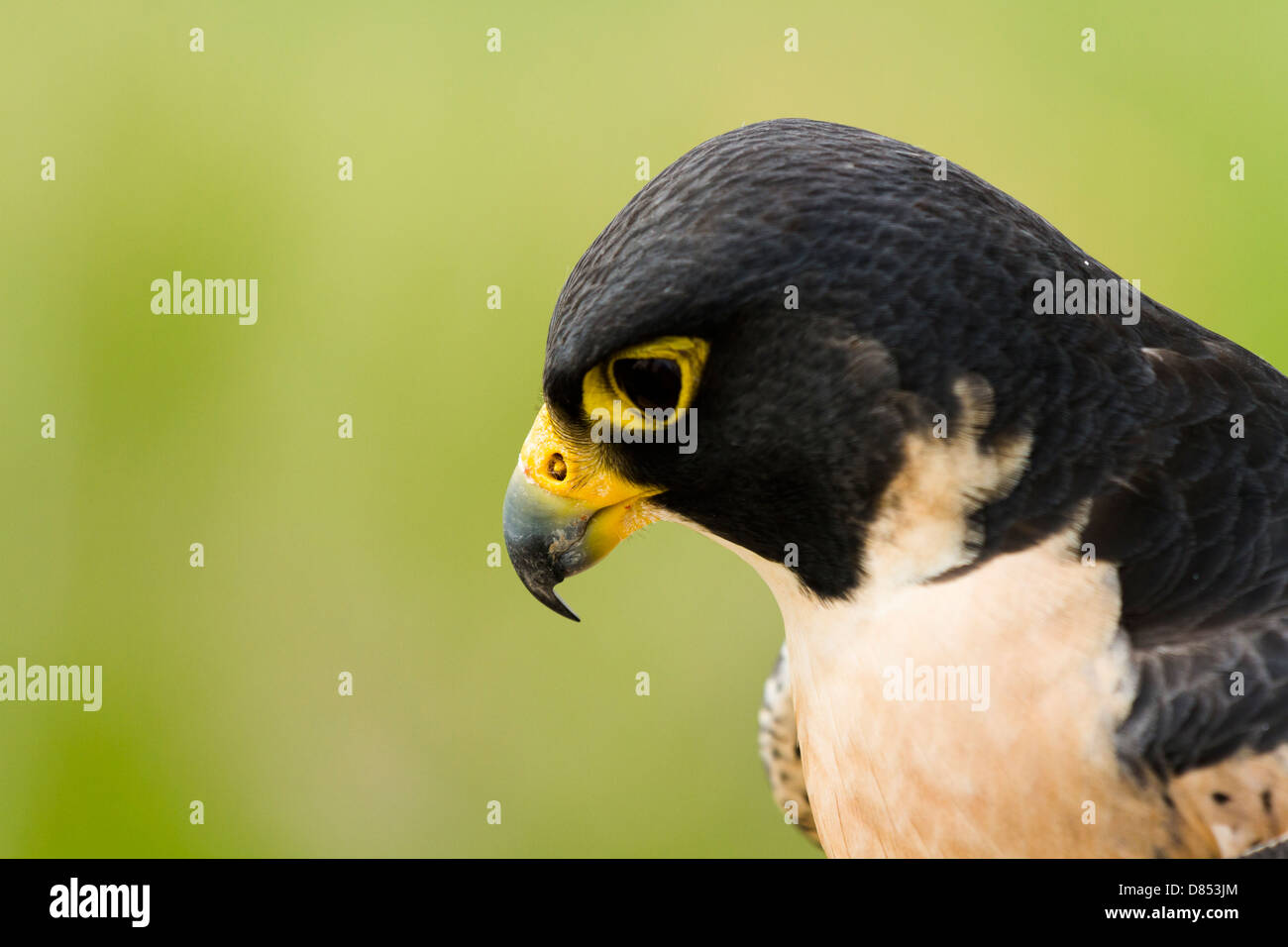 Close up of peregrine falcon in captivity Stock Photo - Alamy
