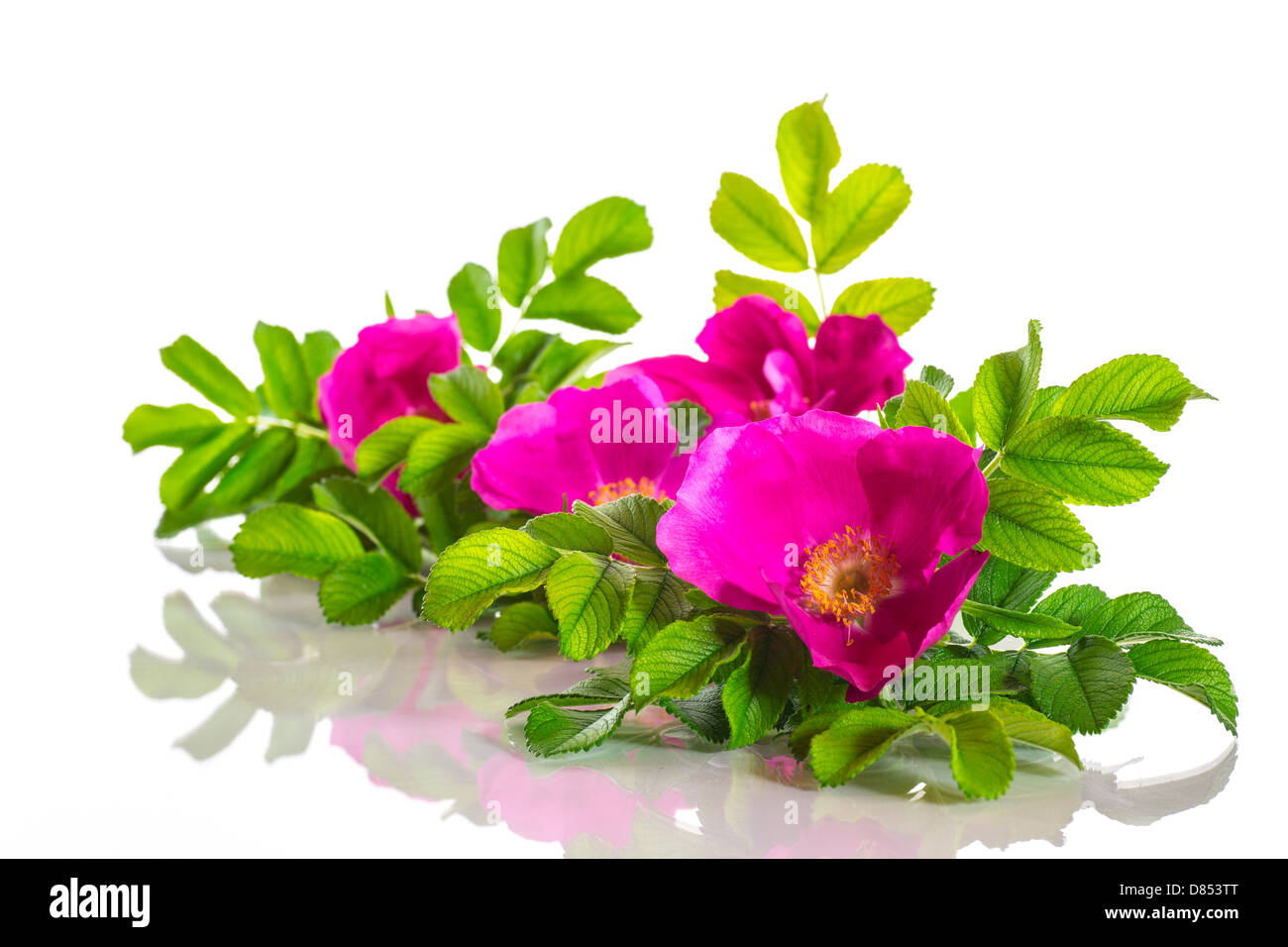 flowers blooming rose on a white background Stock Photo - Alamy