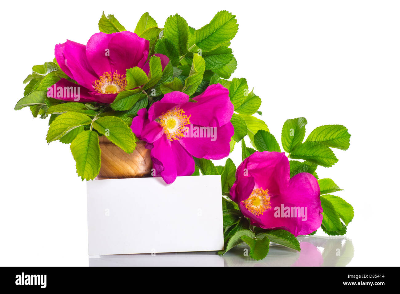 Birth flower is rose hi-res stock photography and images - Alamy