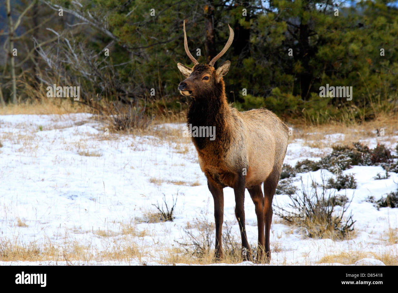 Spike elk hi-res stock photography and images - Alamy