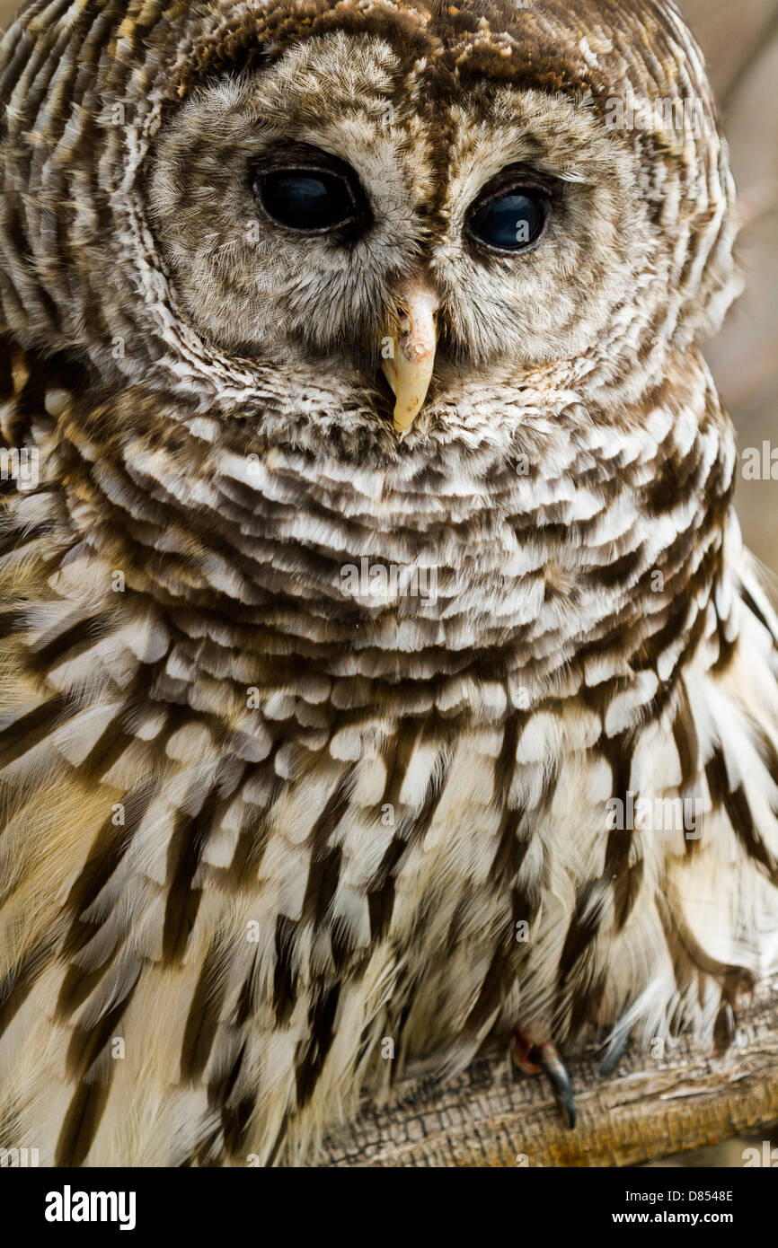Close up of barred owl in captivity Stock Photo - Alamy