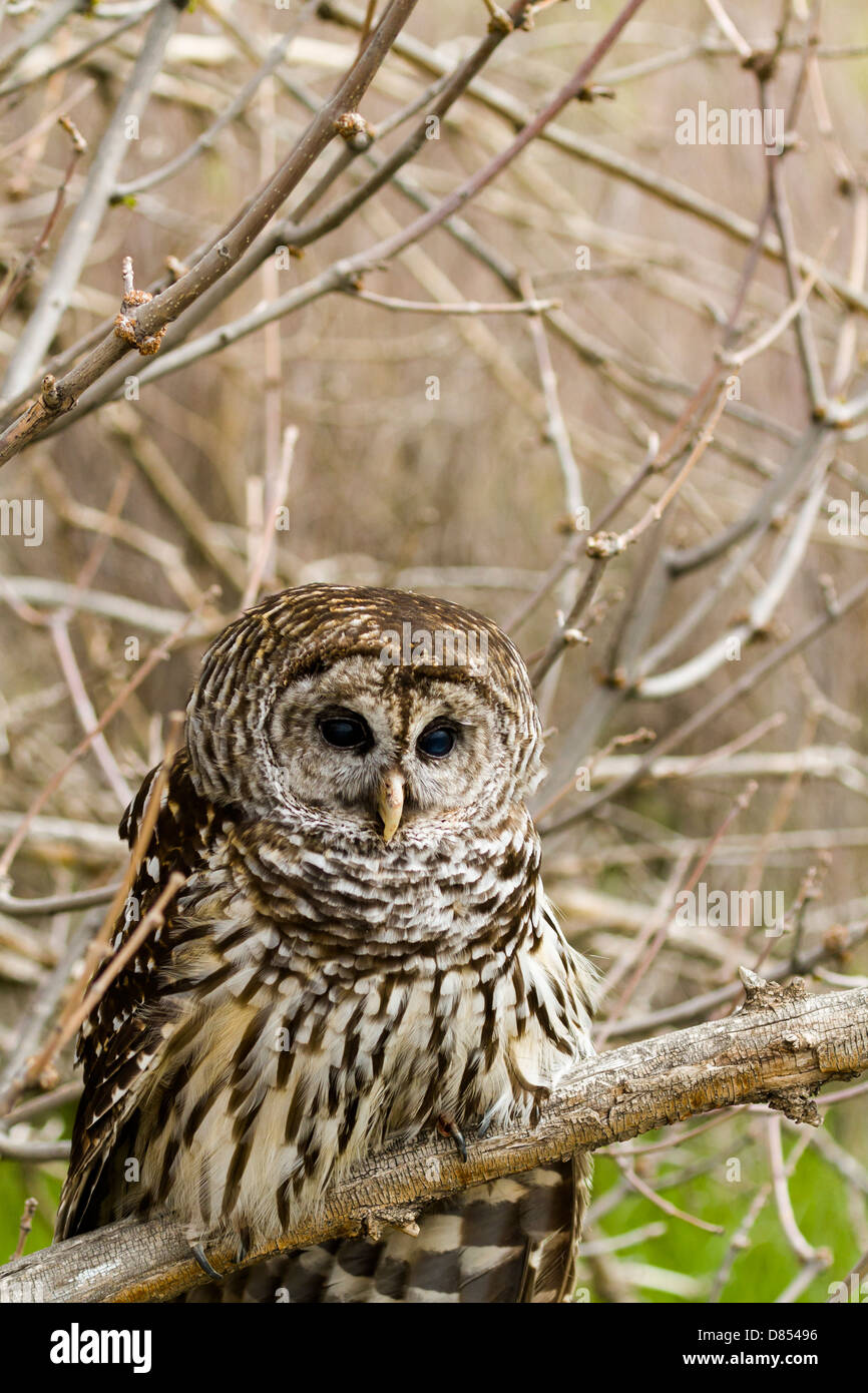Close up of barred owl in captivity Stock Photo - Alamy