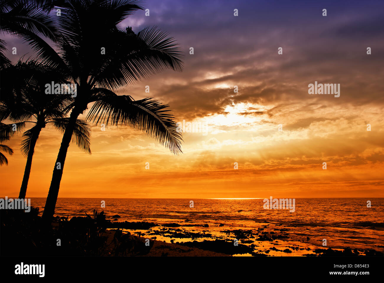 Palm tree in tropical sunset hi-res stock photography and images - Alamy