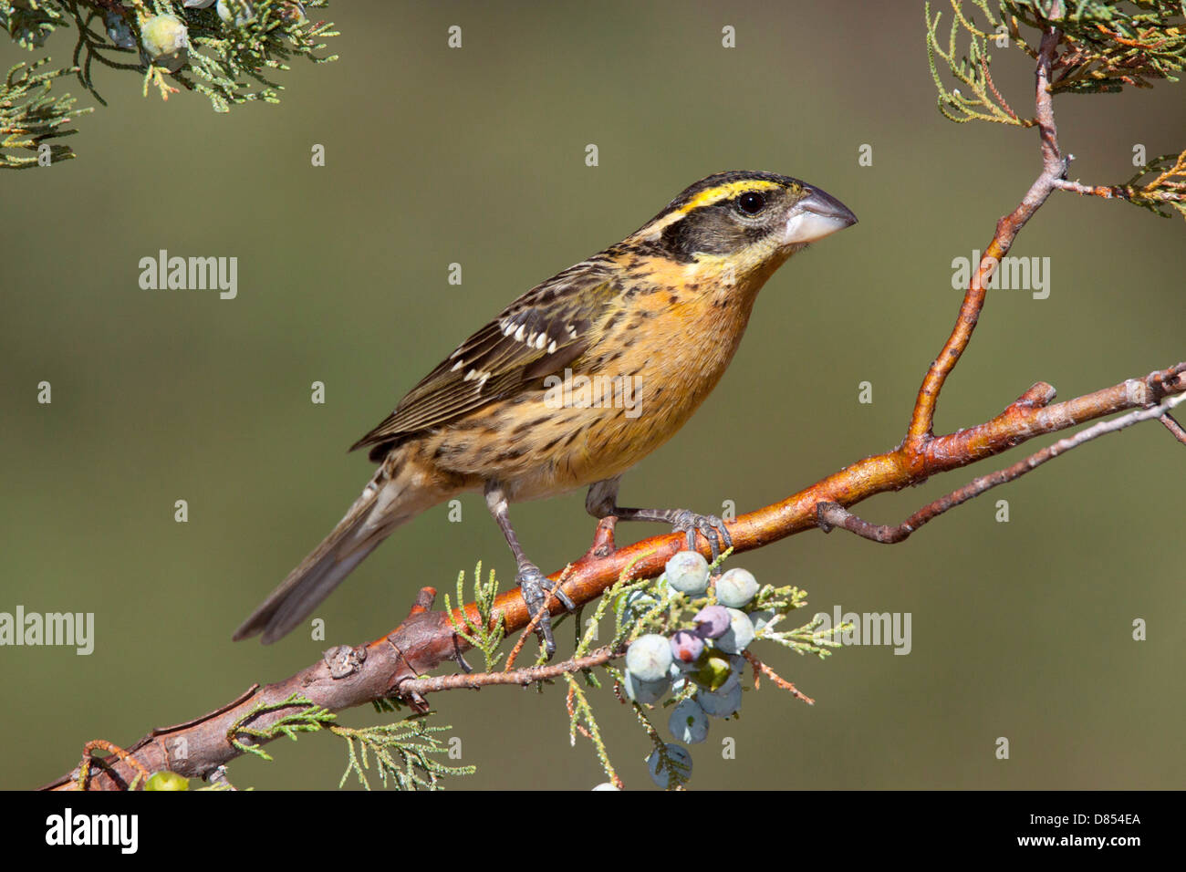 Black-headed Grosbeak Pheucticus melanocephalus Santa Rita Mountains ...