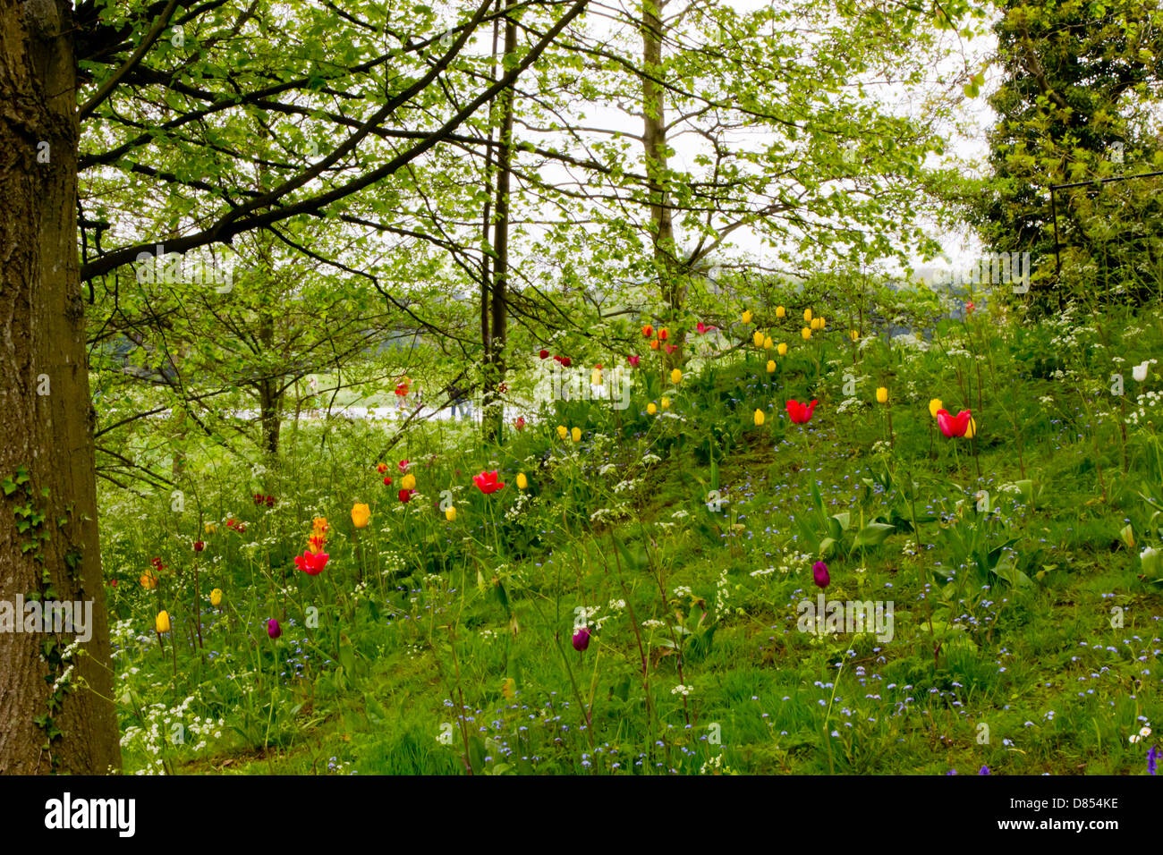 Tulips grass hi-res stock photography and images - Alamy