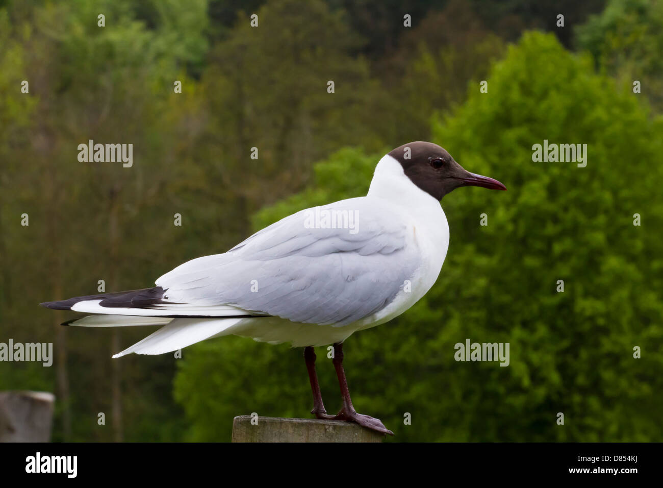 bird on the fence Stock Photo - Alamy