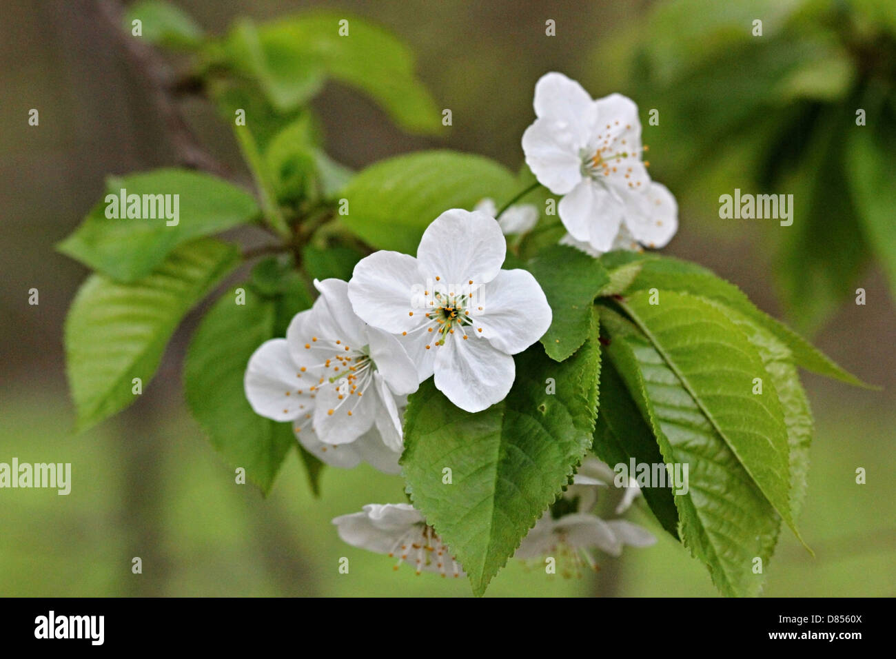 Tree white flower Stock Photo - Alamy