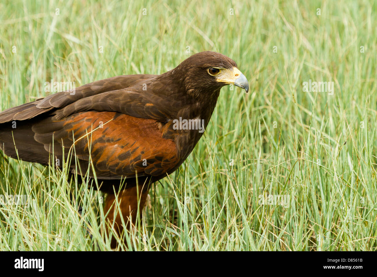 Close up of harriss hawk in captivity Stock Photo - Alamy