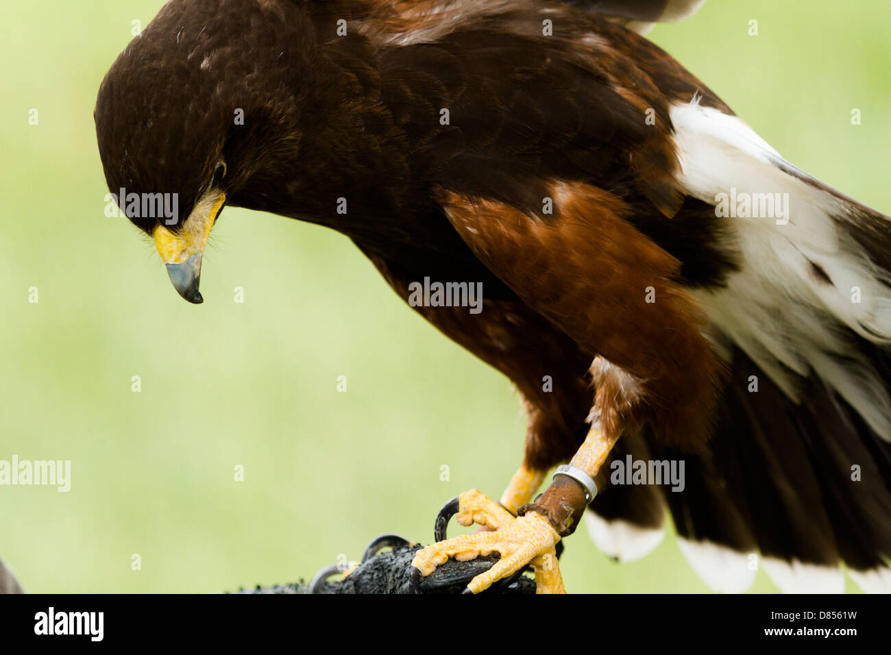 Close up of harriss hawk in captivity Stock Photo - Alamy
