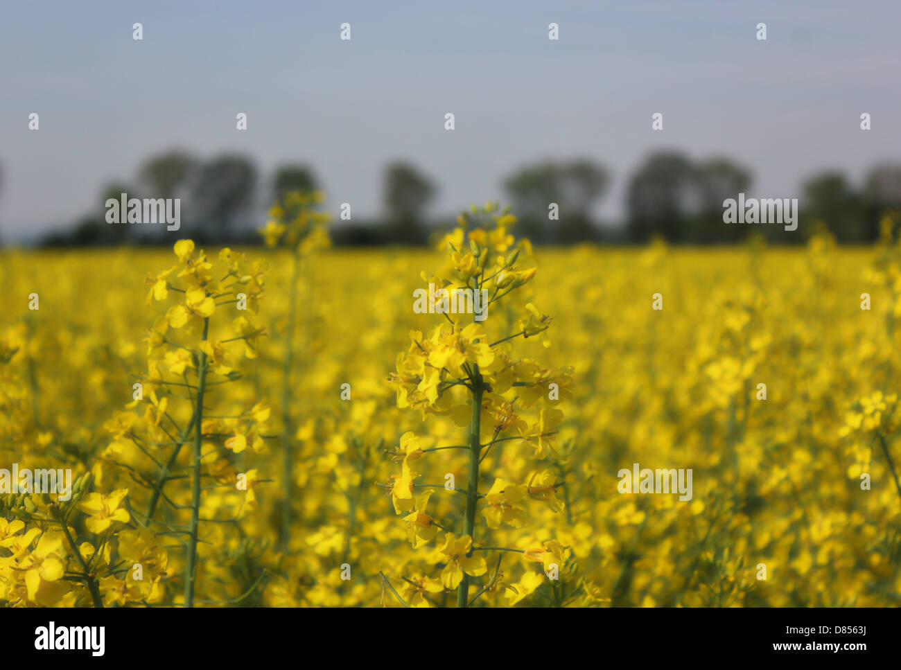 Field of rapeseed Stock Photo - Alamy