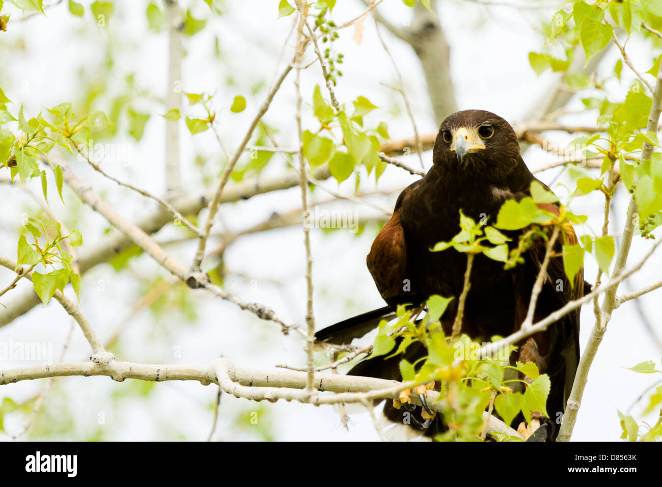 Close up of harriss hawk in captivity Stock Photo - Alamy