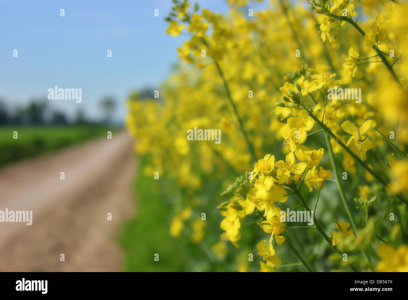 Field of rapeseed Stock Photo - Alamy
