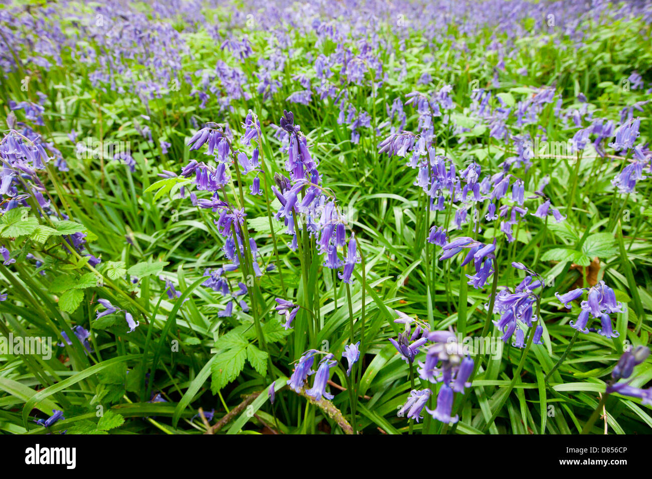 Bluebells in spring in a woodland in Wiltshire, England Stock Photo - Alamy