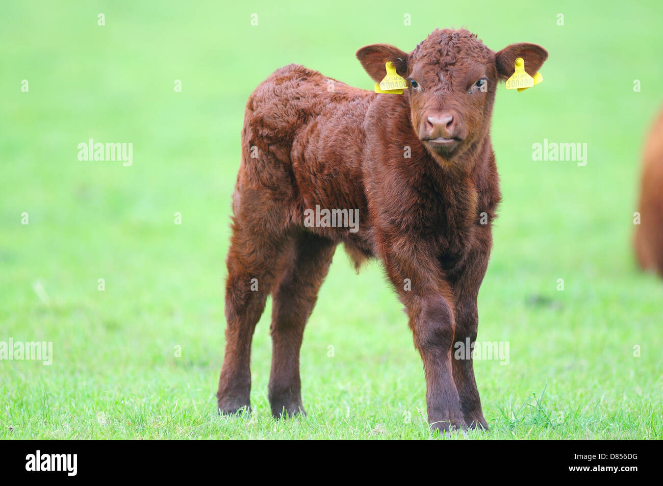 A Red Ruby Devon calf new born Stock Photo - Alamy