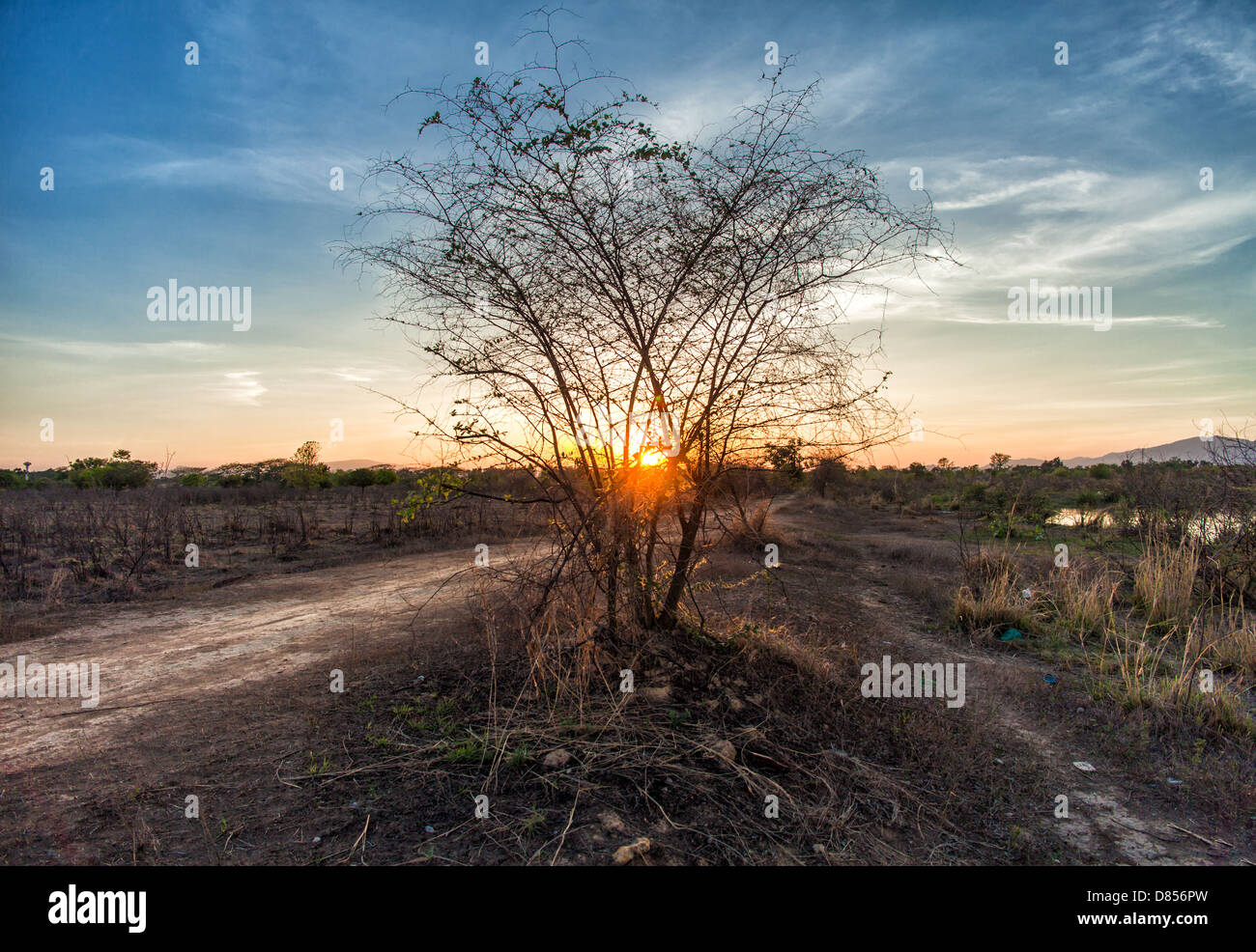tree in field dry season in thailand sunset time Stock Photo - Alamy