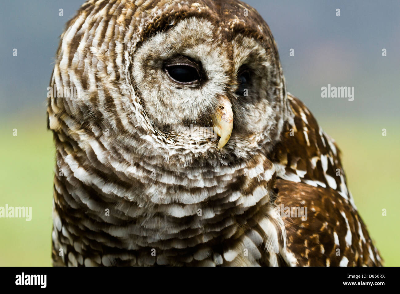 Close up of barred owl in captivity Stock Photo - Alamy