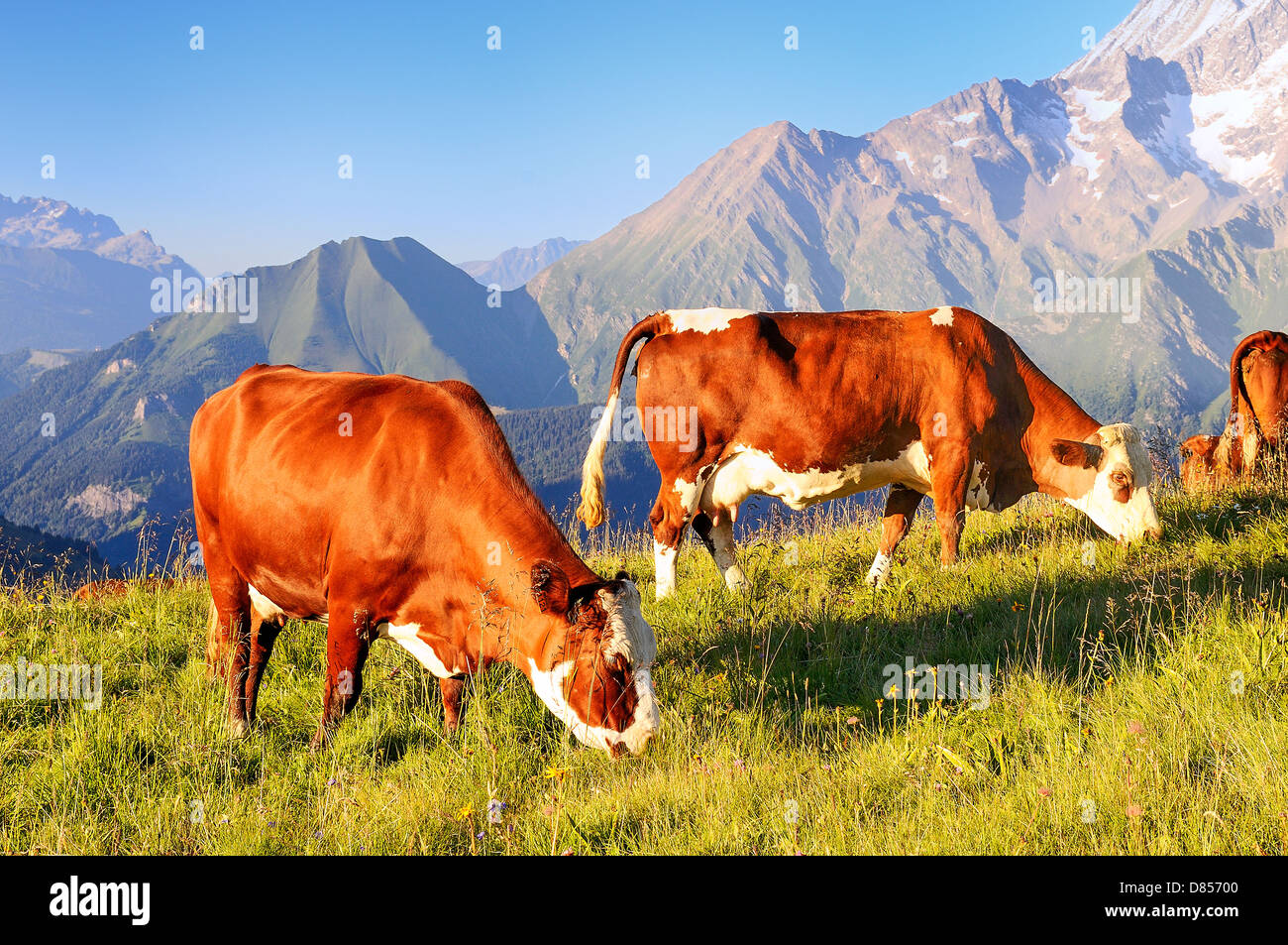 Abondance cow hi-res stock photography and images - Alamy