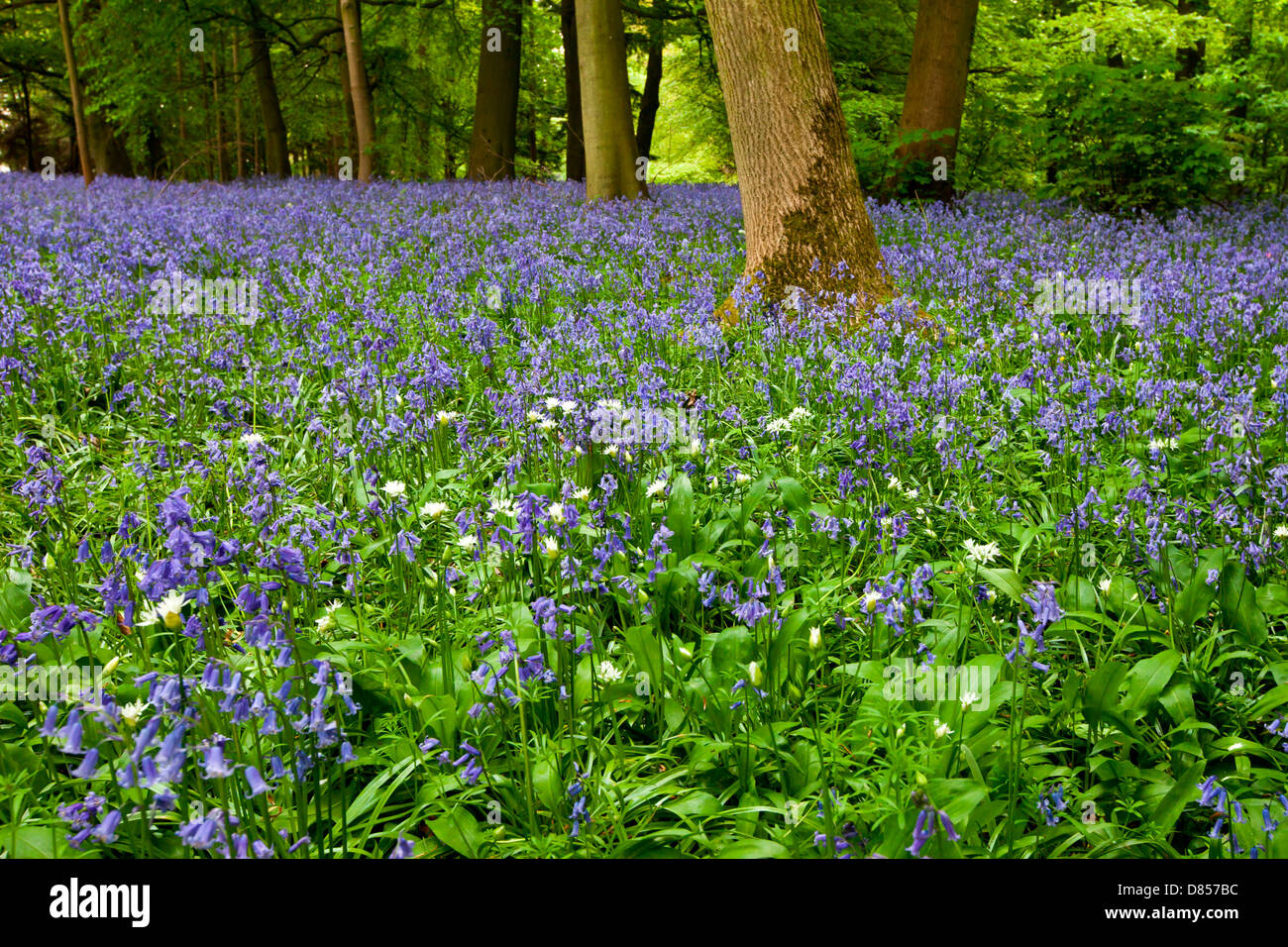Bluebells in spring in a woodland in Wiltshire, England Stock Photo - Alamy