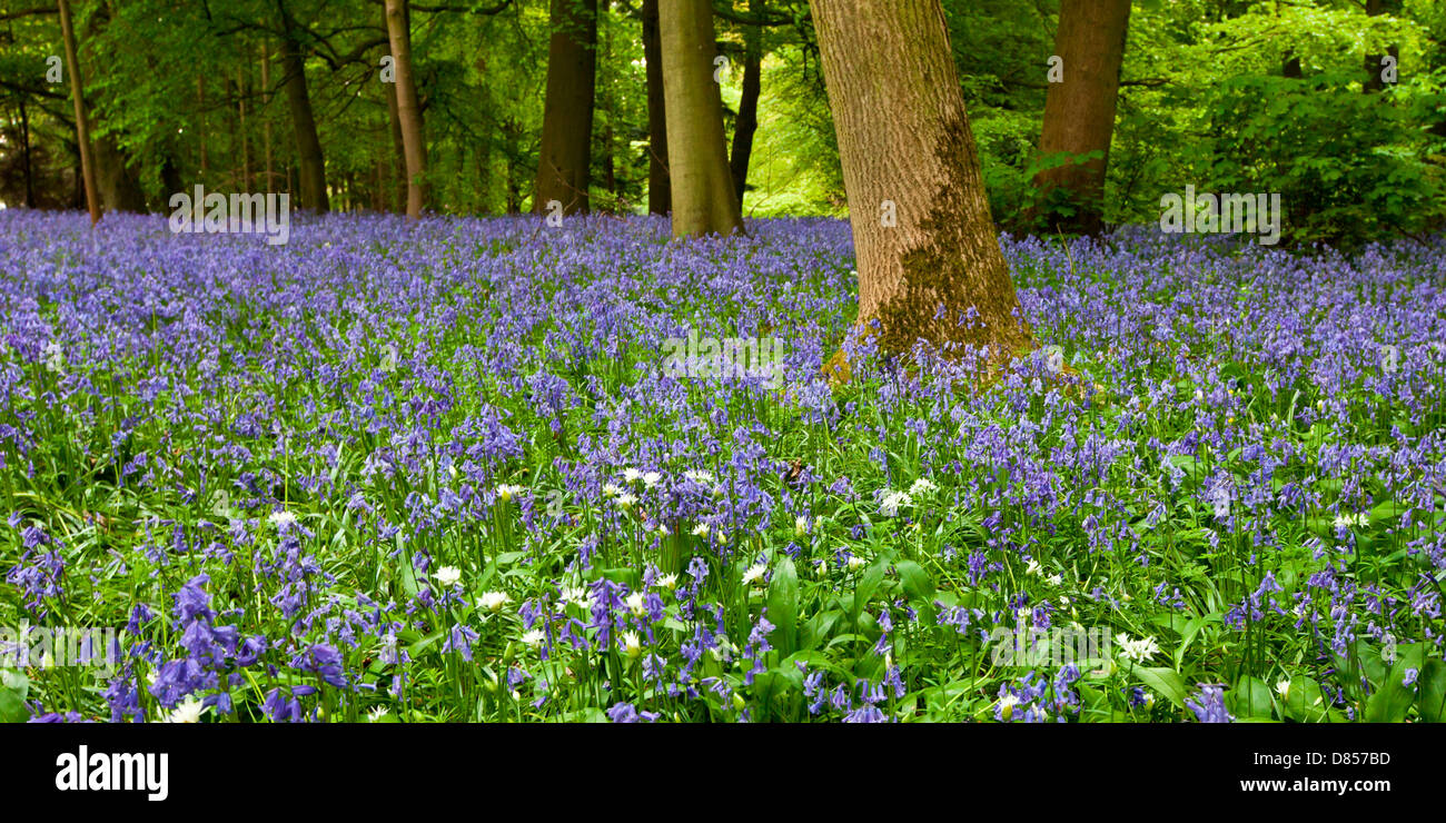 Bluebells in spring in a woodland in Wiltshire, England Stock Photo - Alamy