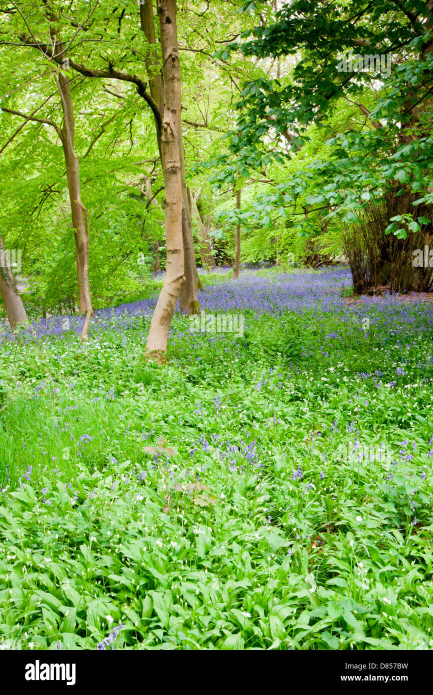 Bluebells in spring in a woodland in Wiltshire, England Stock Photo - Alamy