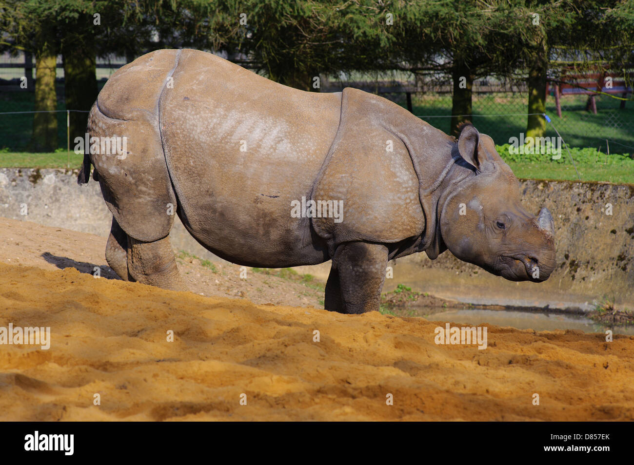 Big rhino standing hi-res stock photography and images - Alamy